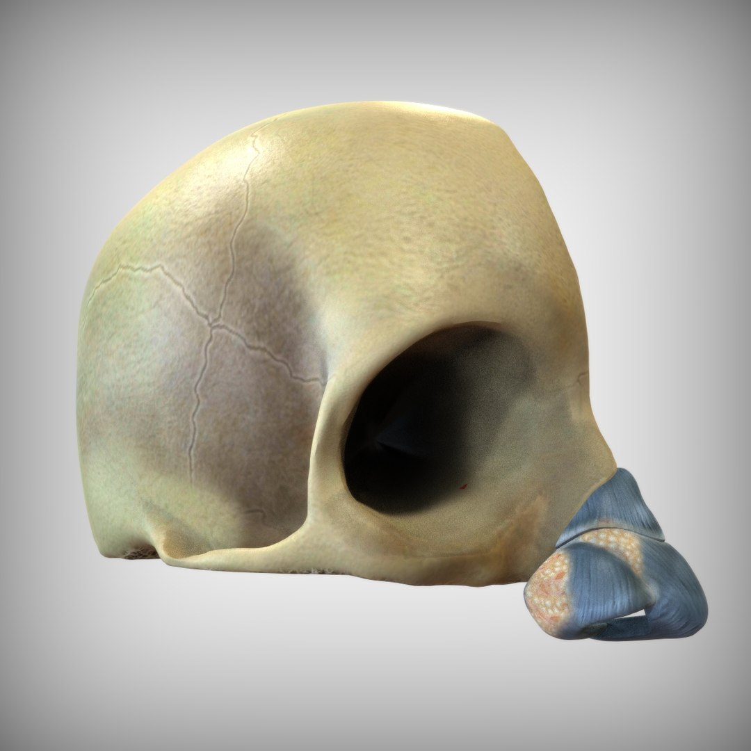 Head Human Nose 3D Model - TurboSquid 1520708