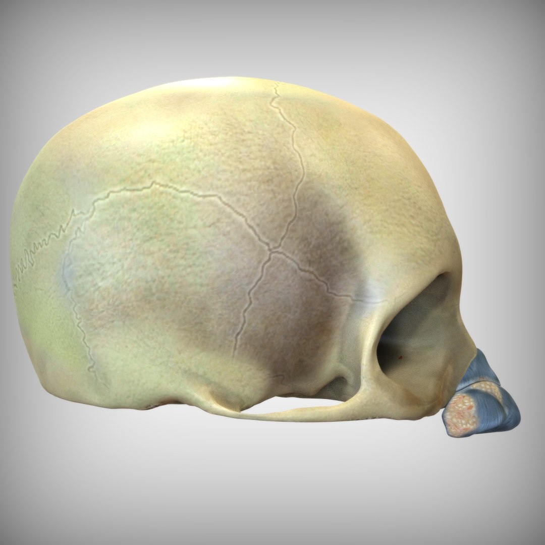 Head Human Nose 3D Model - TurboSquid 1520708