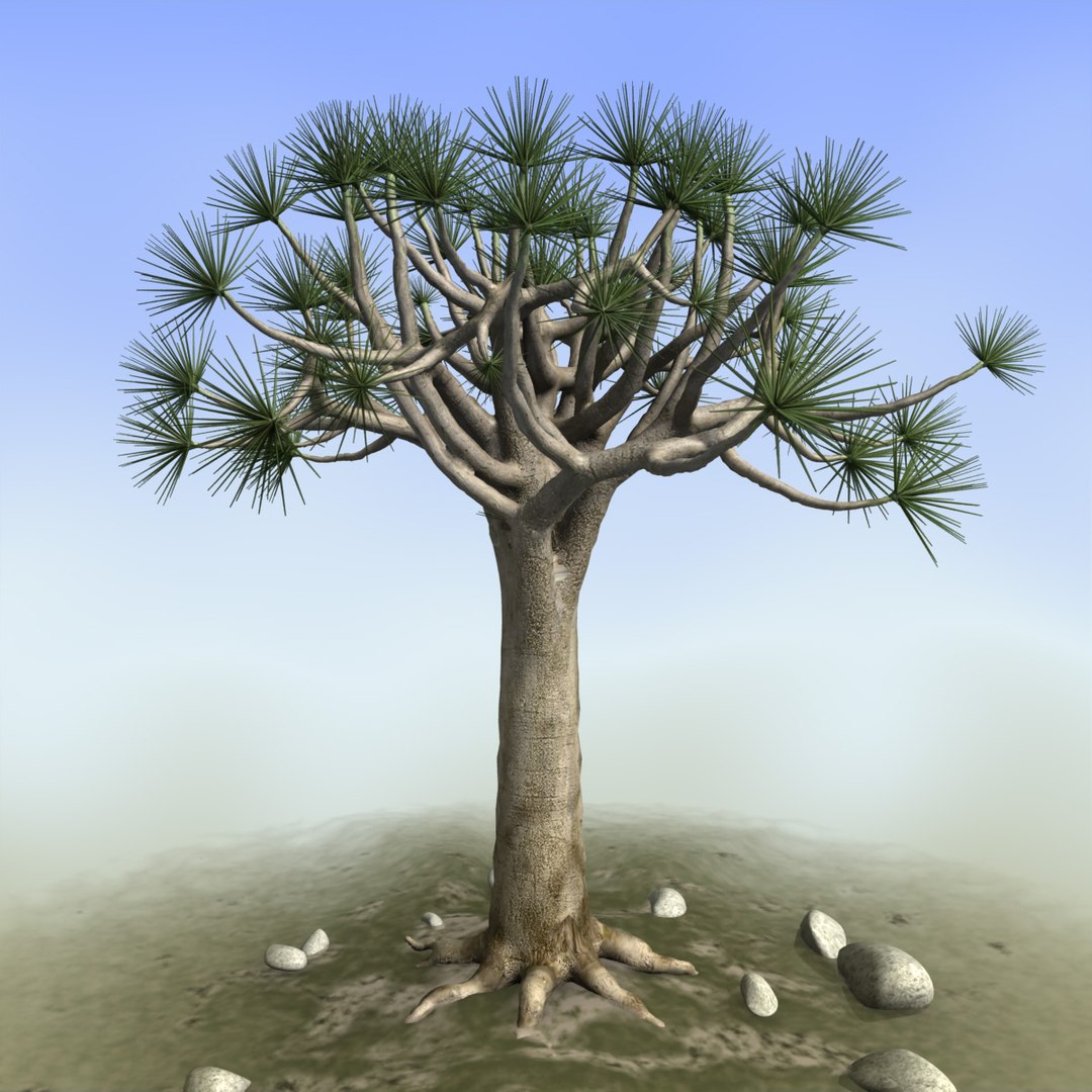 3d African Tree