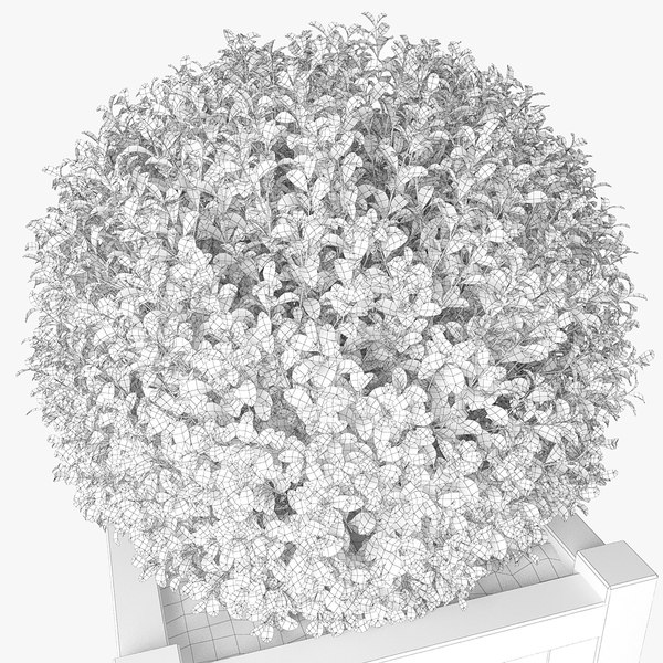 boxwood box 3d model