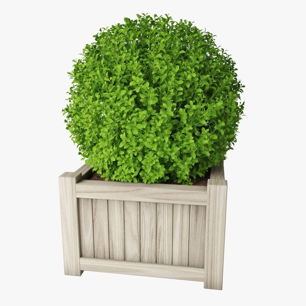 boxwood box 3d model