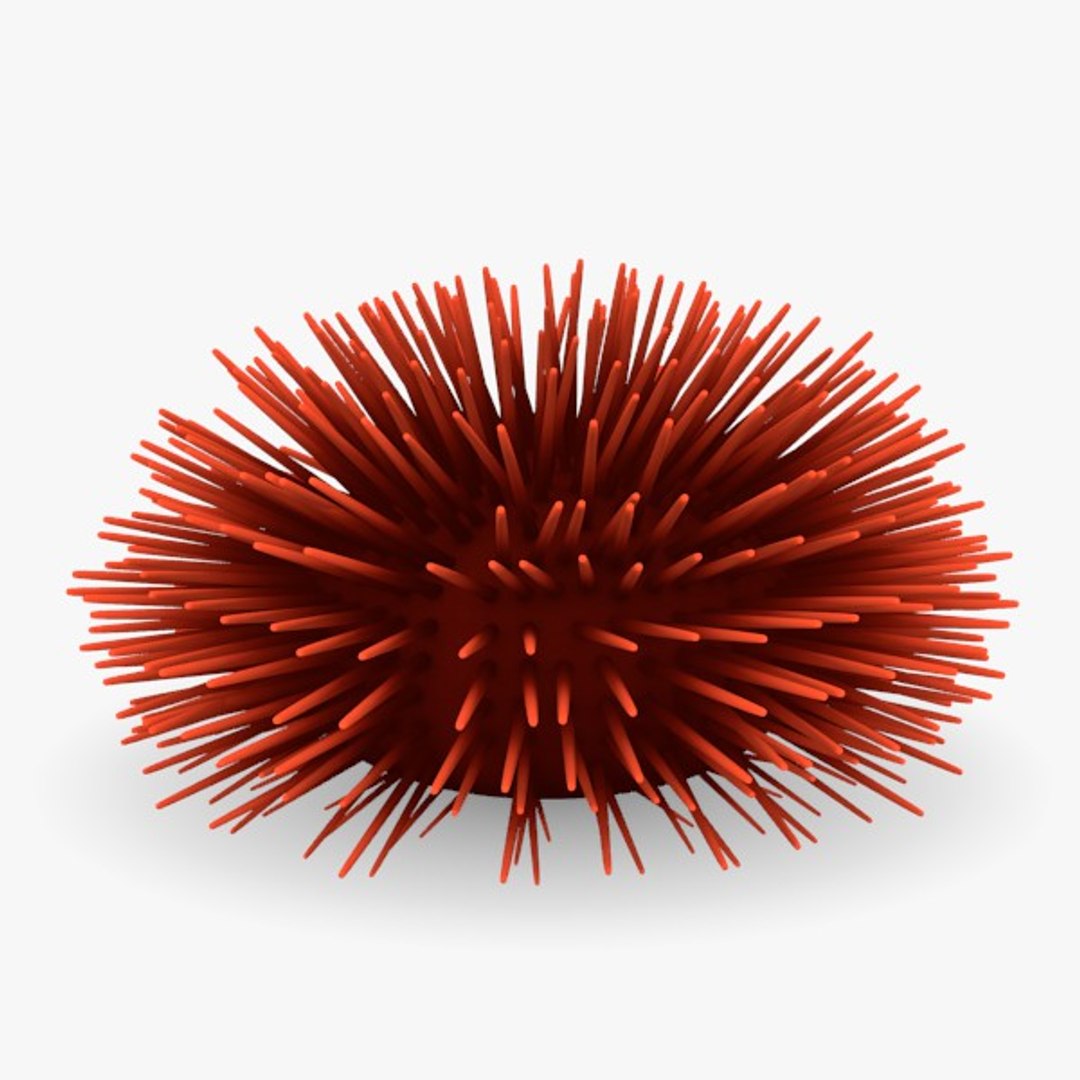 3d Sea Urchins Model