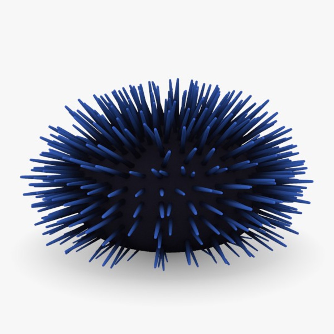 3d Sea Urchins Model