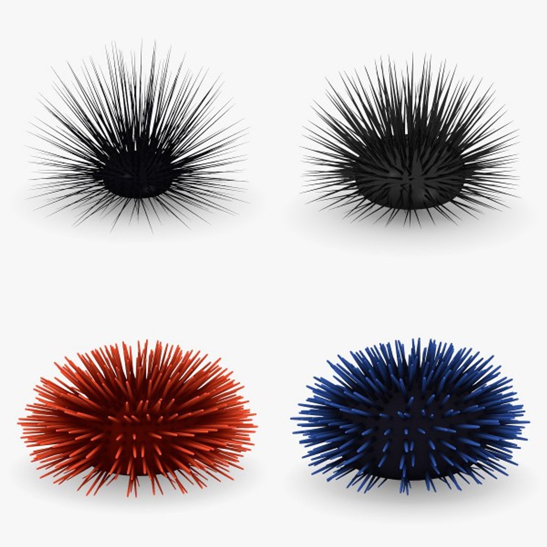 3d Sea Urchins Model