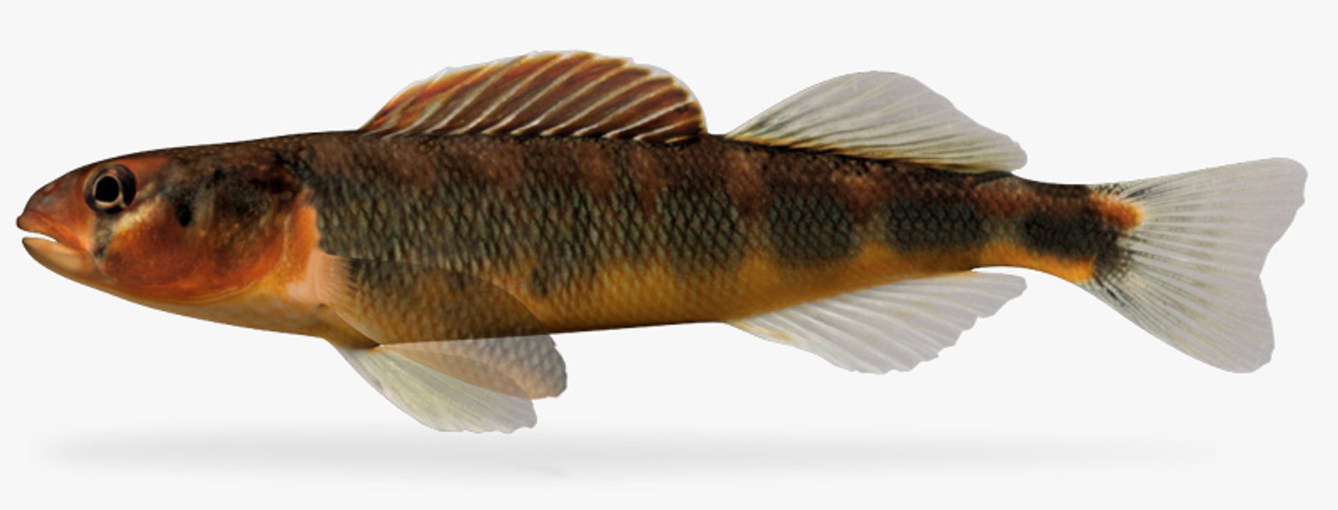 percina evides gilt darter fbx