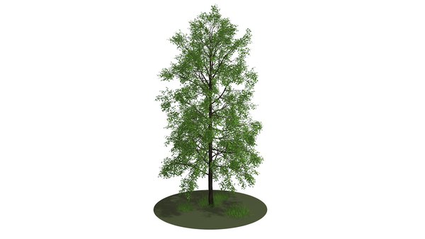 Big Tree Sketchup