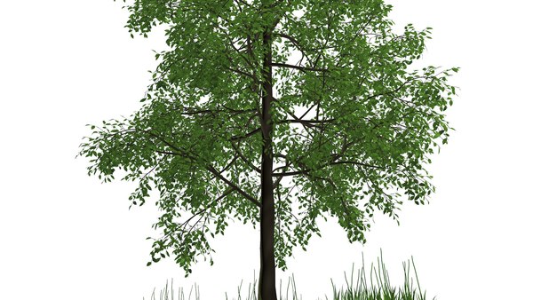 Big tree 3D - TurboSquid 1602283