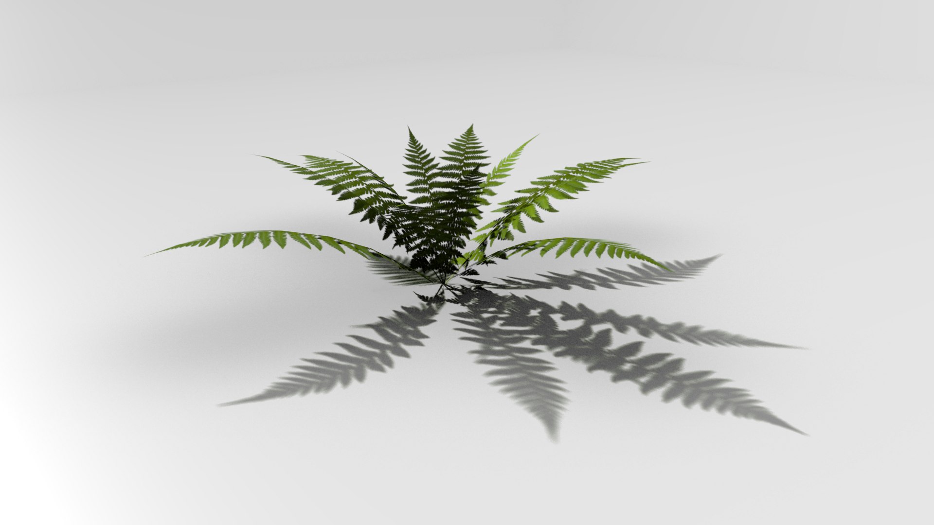 fern 3d model