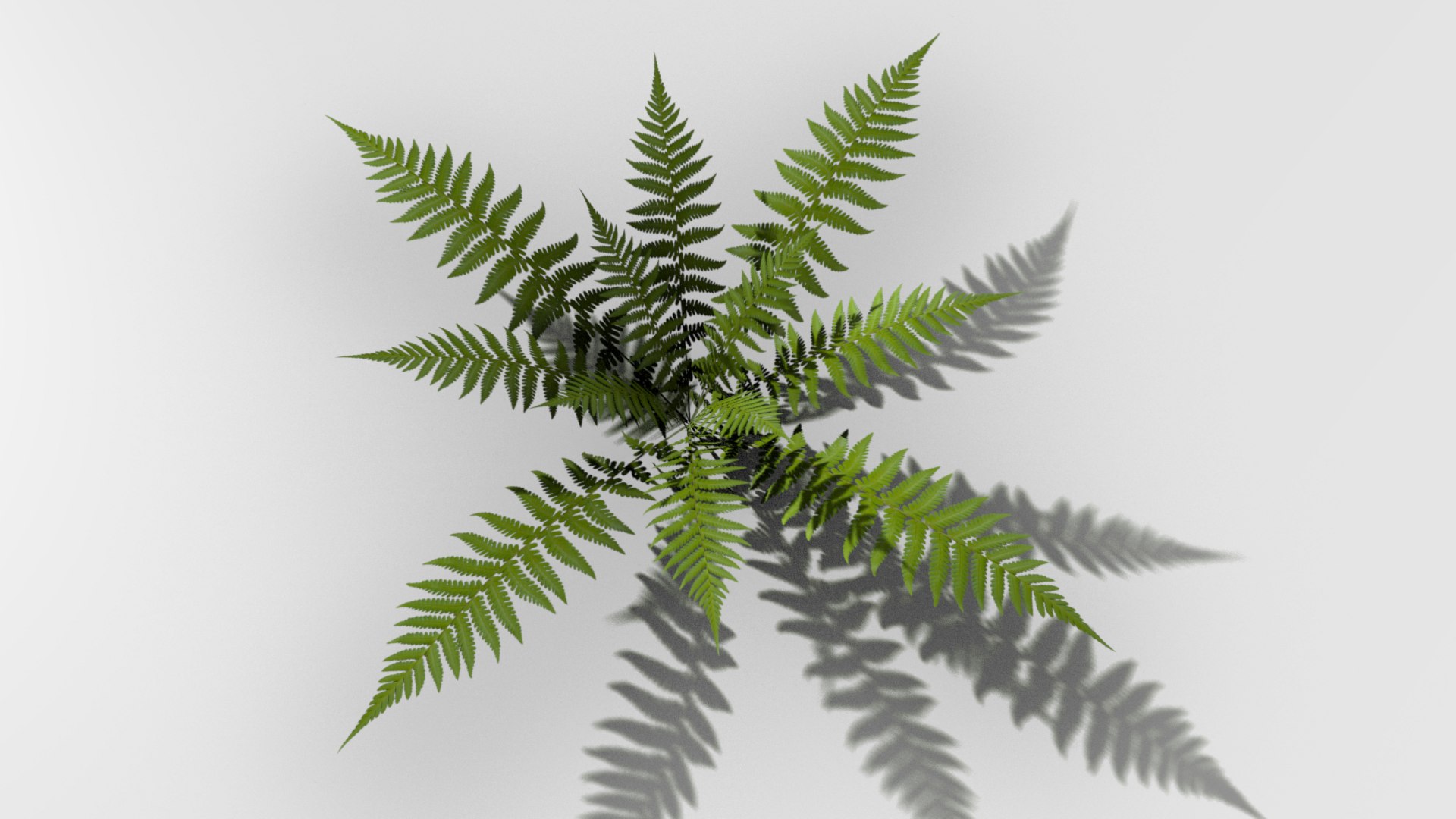fern 3d model