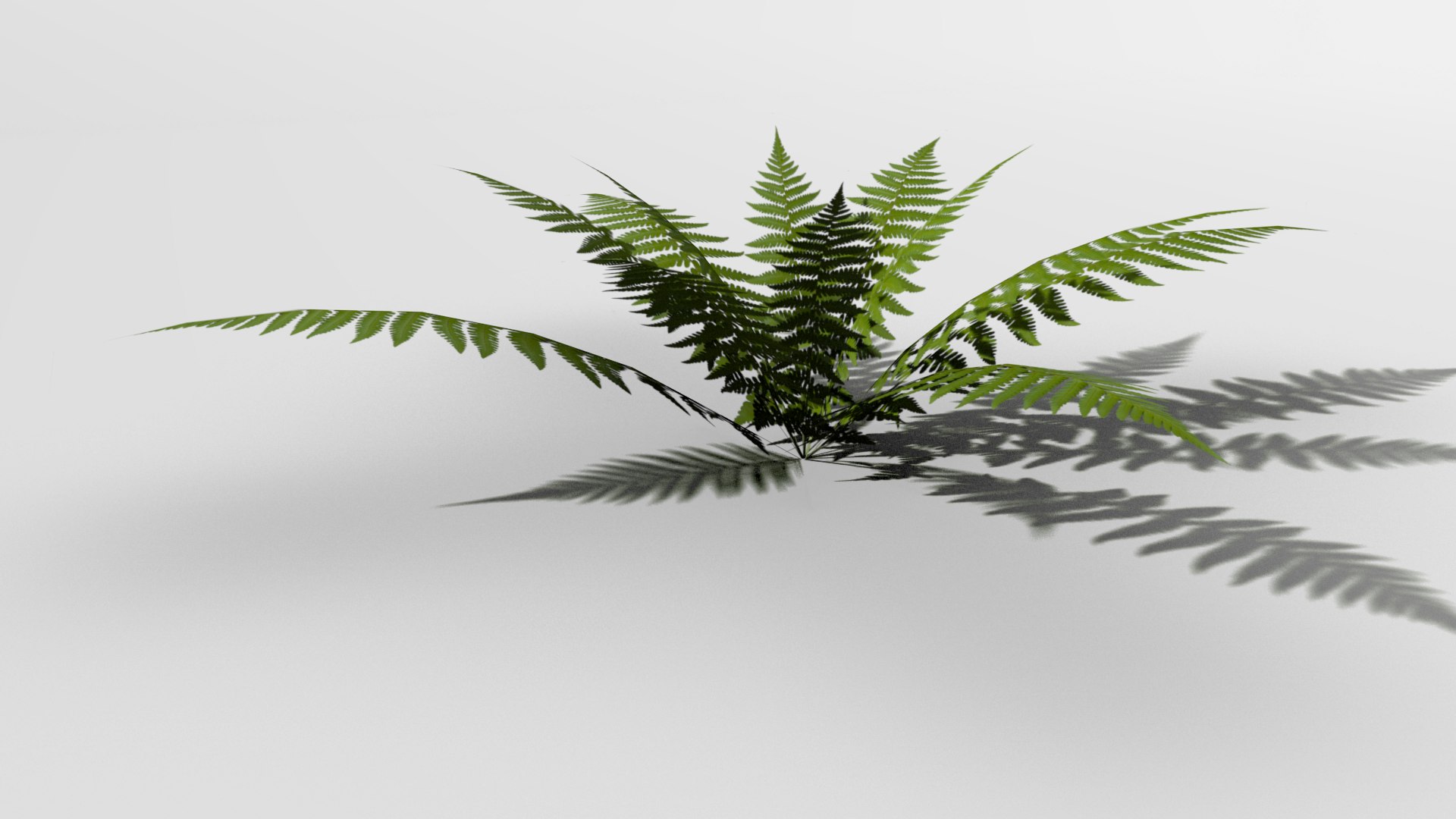 fern 3d model