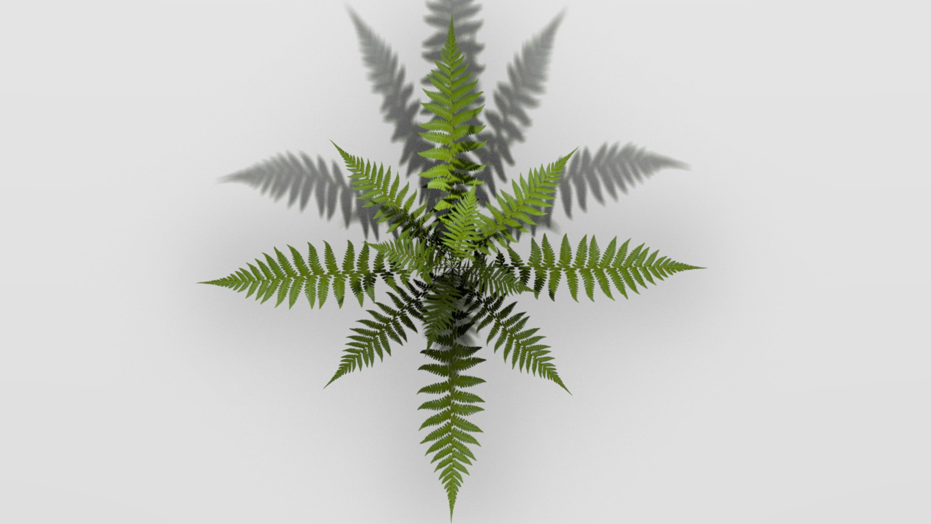 fern 3d model
