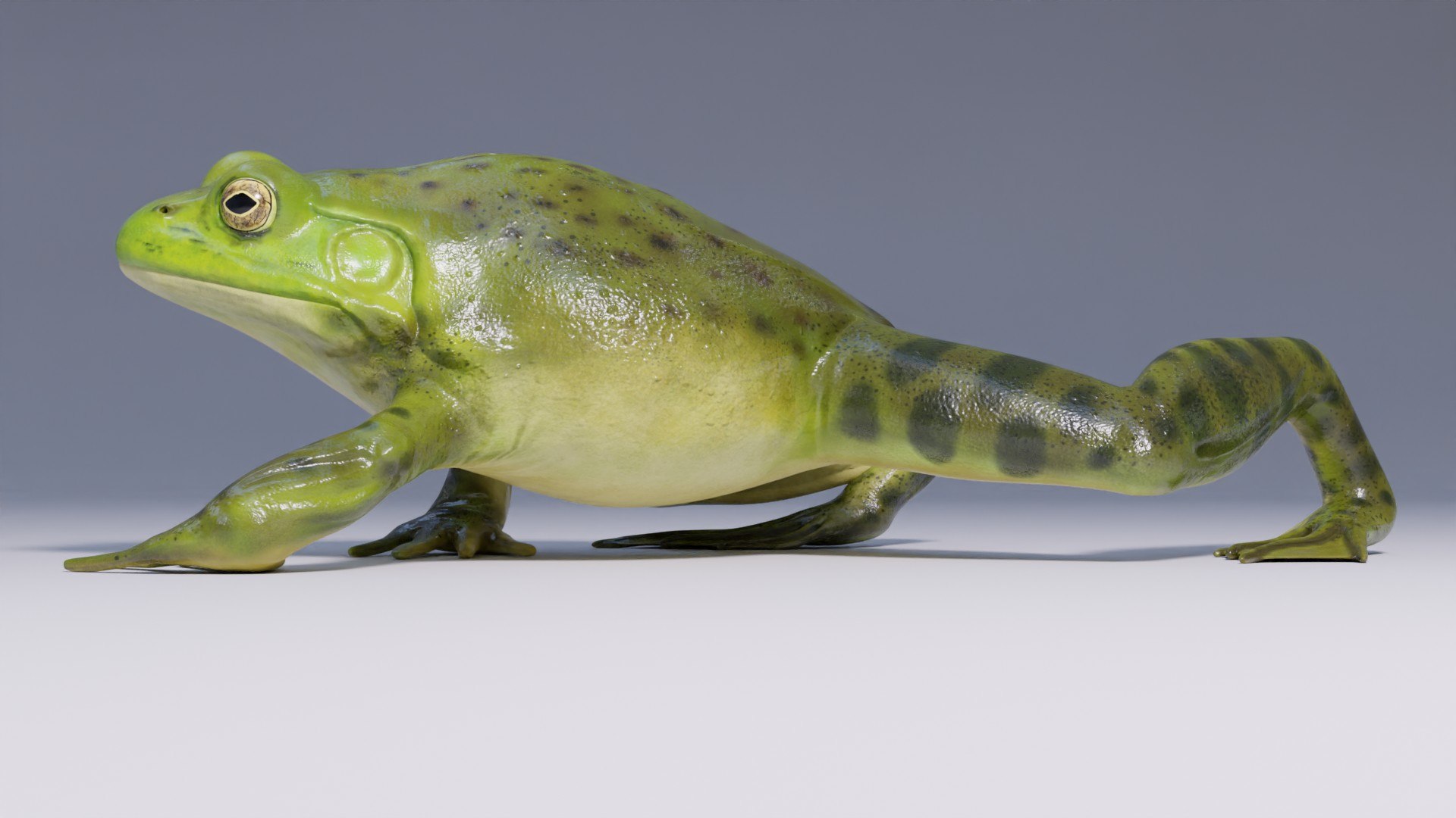 3D Model American Bullfrog - Rigged - TurboSquid 2031775