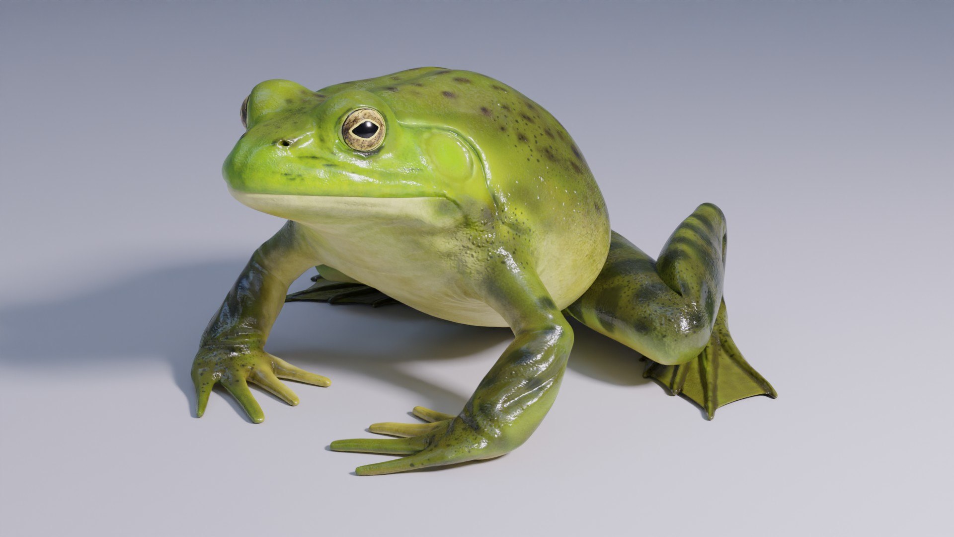 3D Model American Bullfrog - Rigged - TurboSquid 2031775