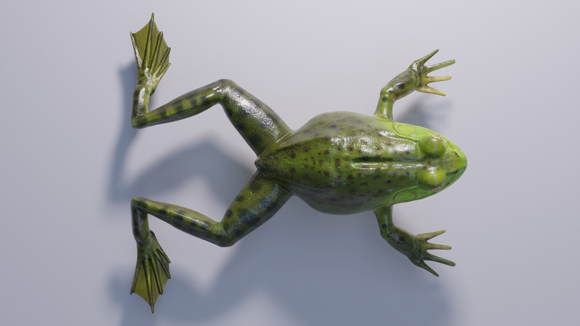 3D Model American Bullfrog - Rigged - TurboSquid 2031775