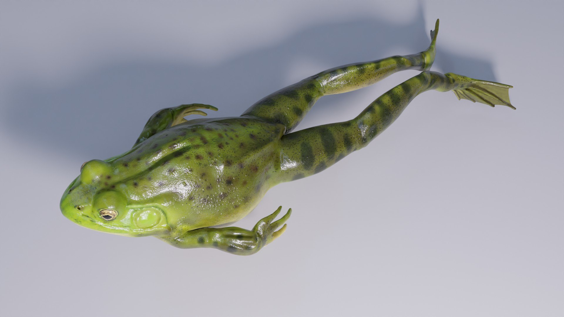3D Model American Bullfrog - Rigged - TurboSquid 2031775