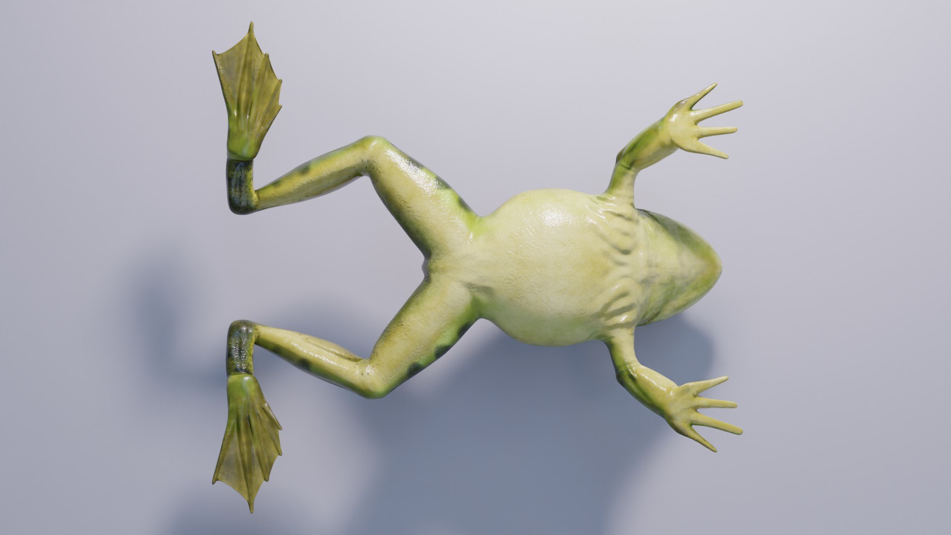 3D Model American Bullfrog - Rigged - TurboSquid 2031775