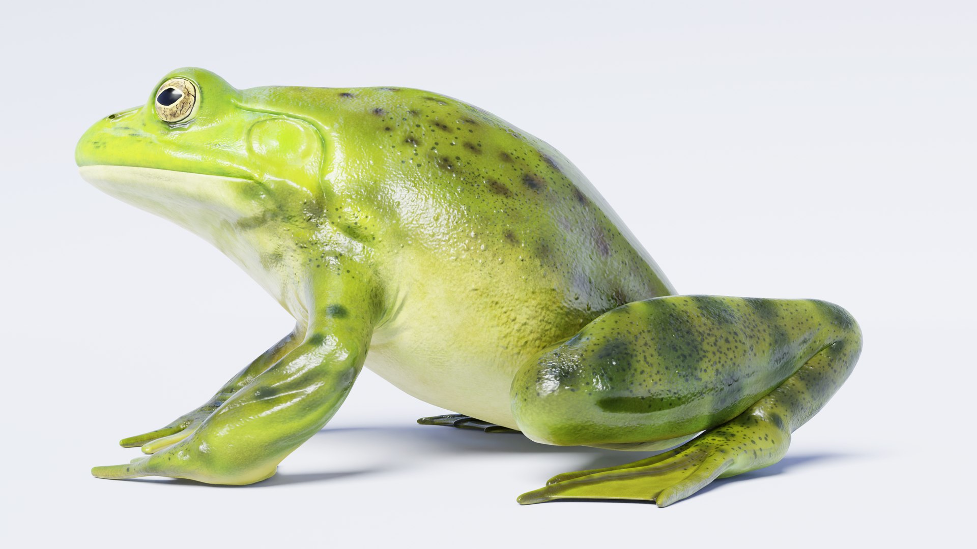 3D model American Bullfrog - Rigged - TurboSquid 2031775
