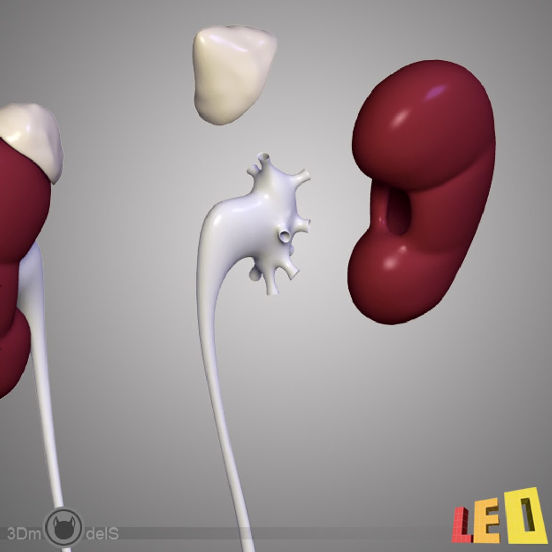 3d Female Body Urogenital Model