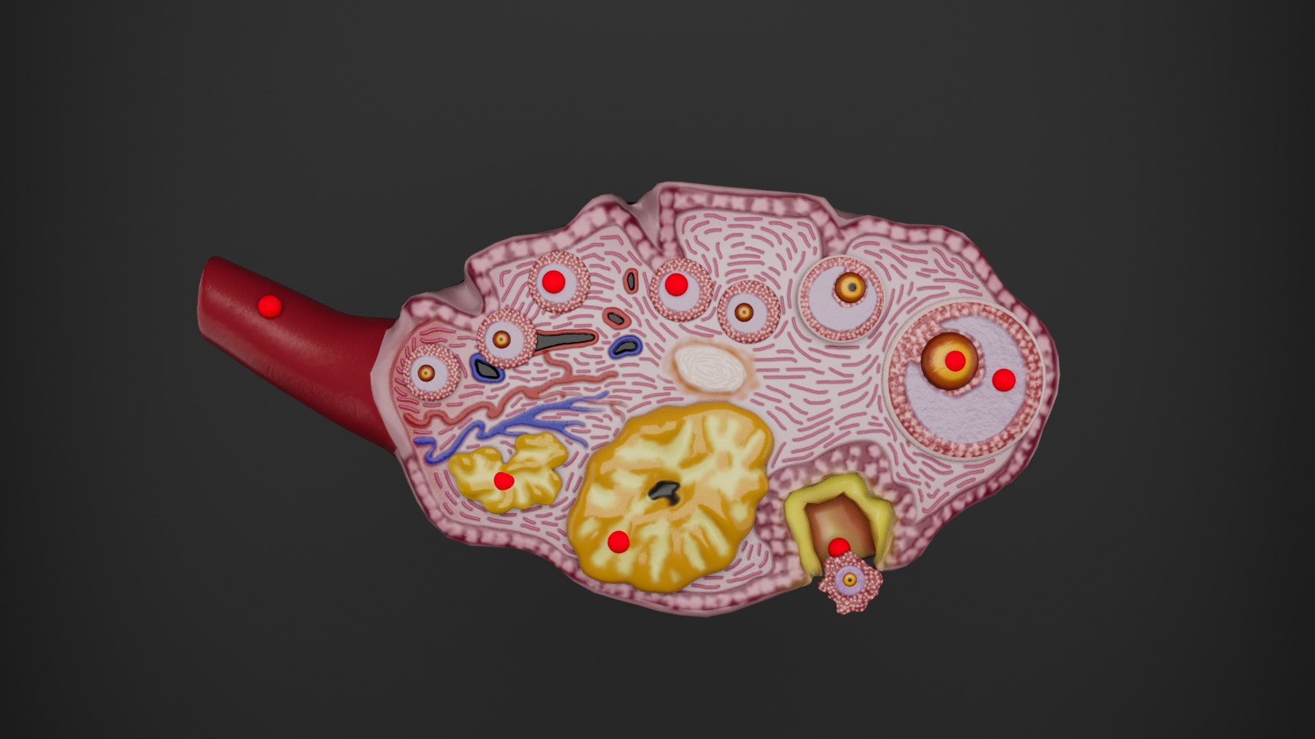 3D Model Human Anatomy-Ovary - TurboSquid 2229931
