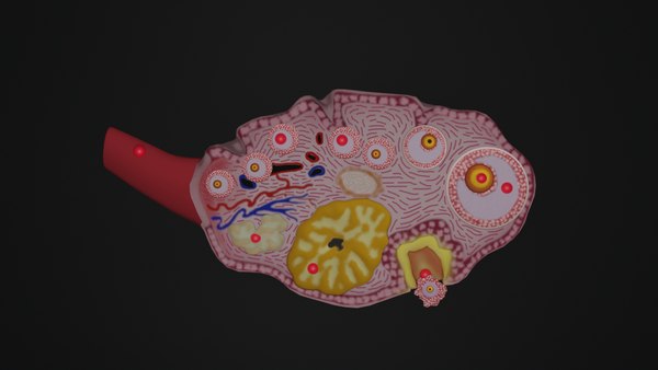 modelo 3d Anatomía Humana-Ovario - TurboSquid 2229931