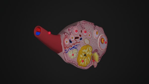 modelo 3d Anatomía Humana-Ovario - TurboSquid 2229931