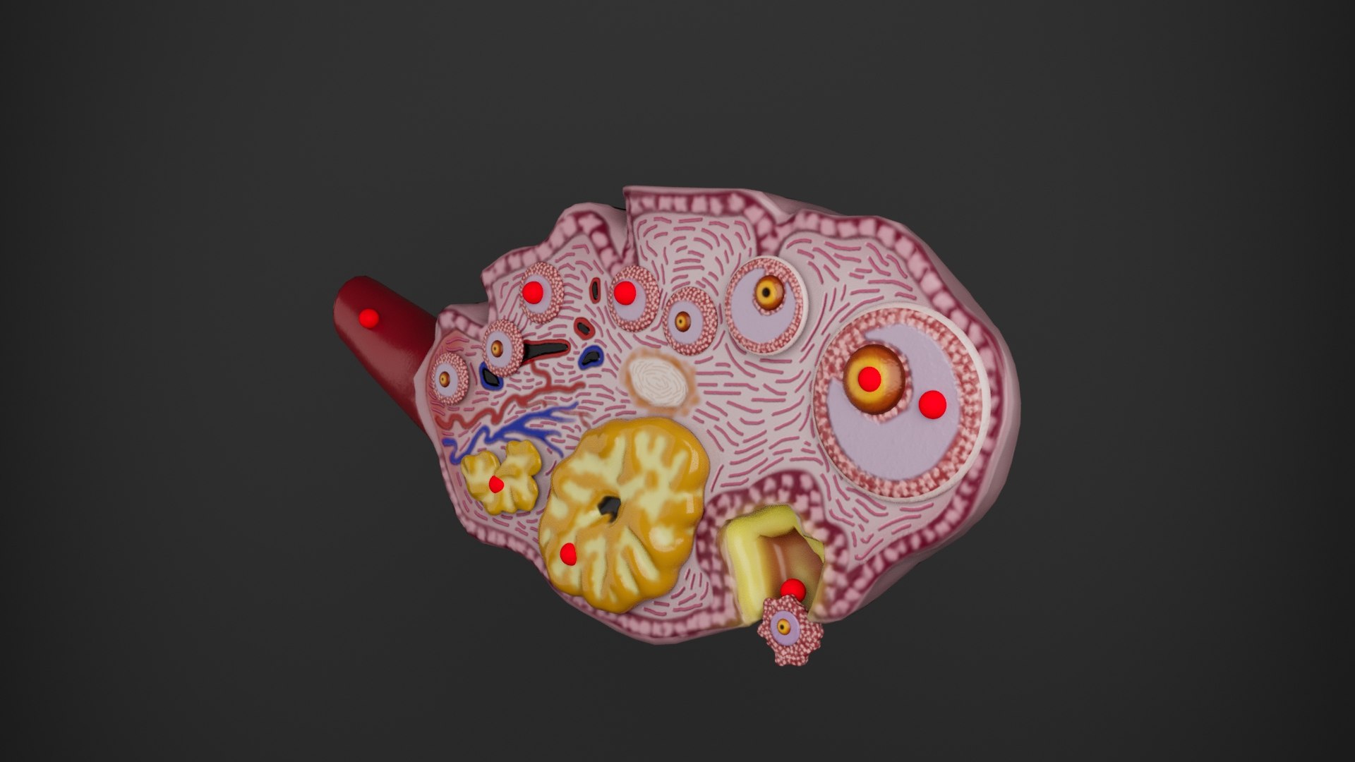 3D Model Human Anatomy-Ovary - TurboSquid 2229931