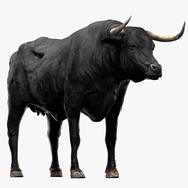 3D Cattle Models | TurboSquid