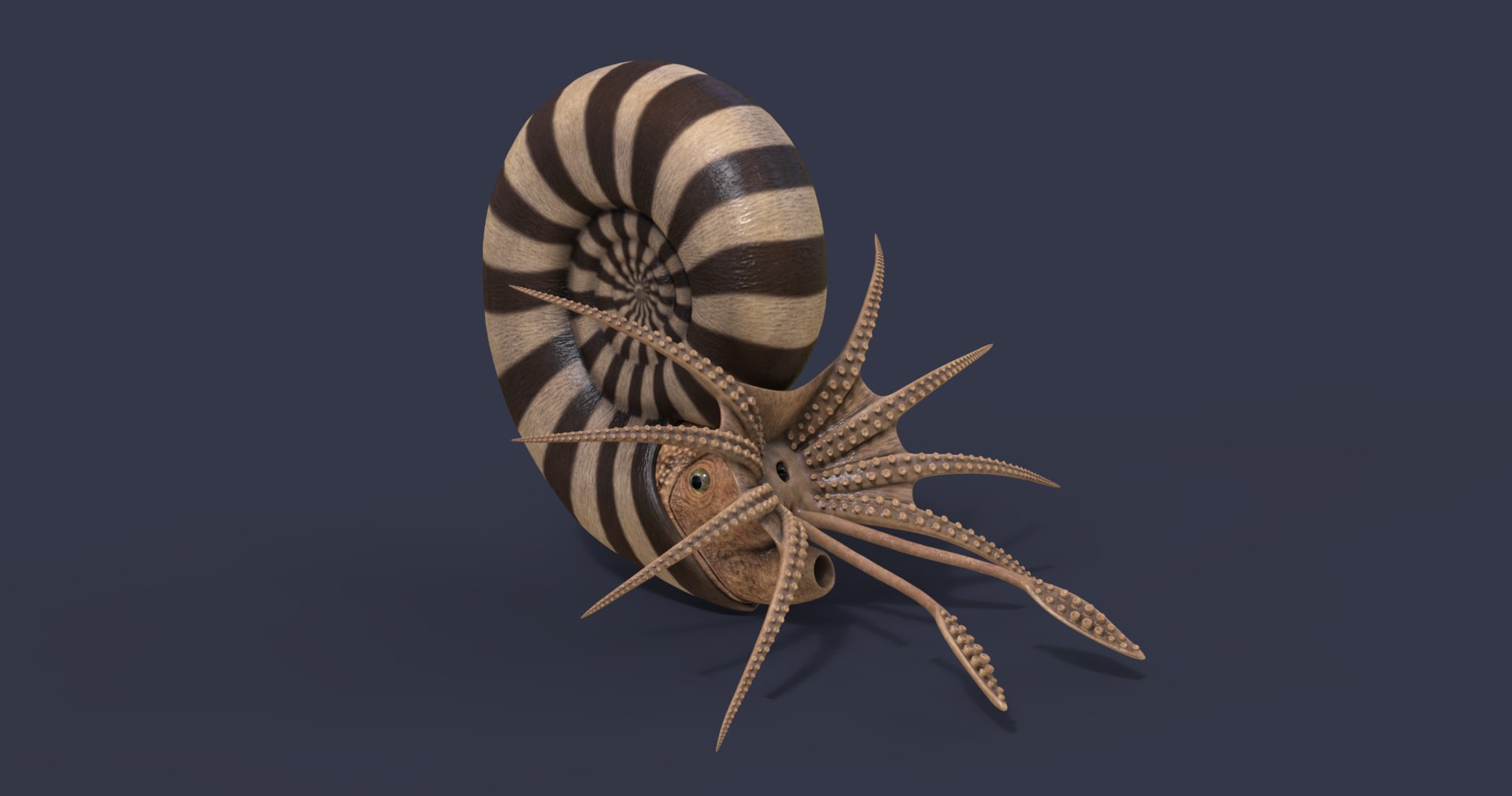 Ammonite 3D Model - TurboSquid 1641134