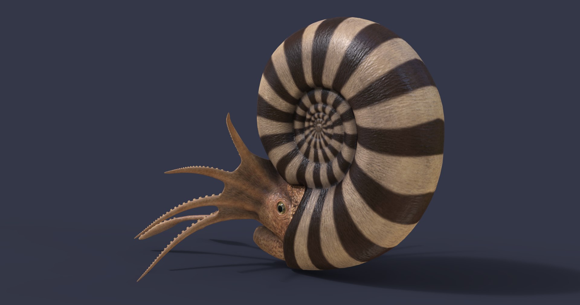 Ammonite 3D Model - TurboSquid 1641134