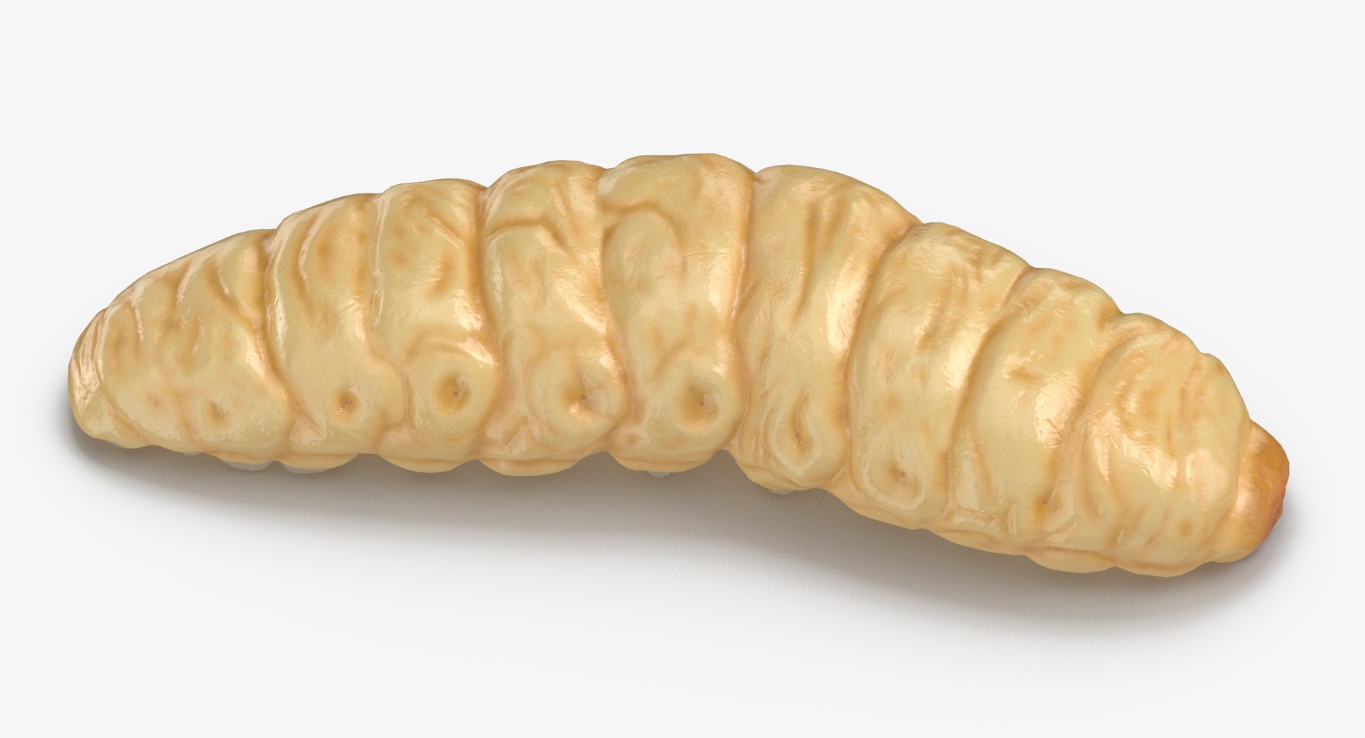 3D Maggot Crawling Model - TurboSquid 1375521