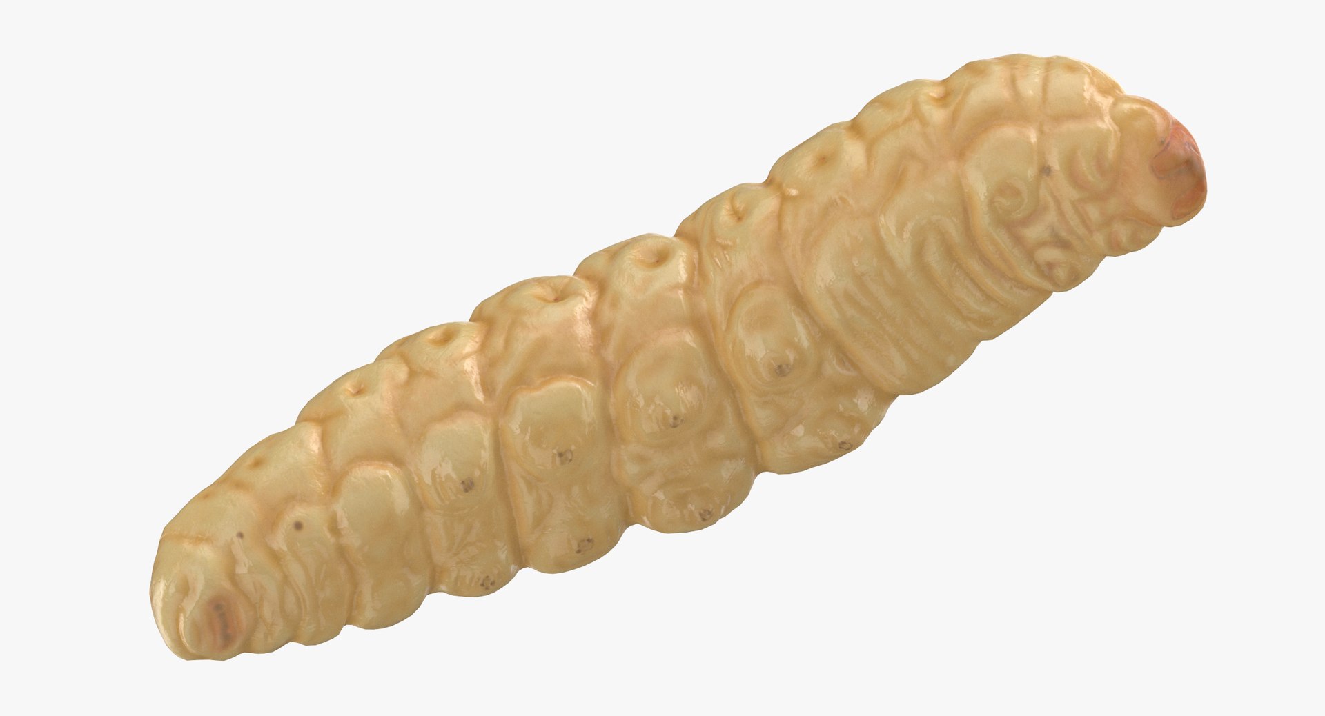 3D Maggot Crawling Model - TurboSquid 1375521