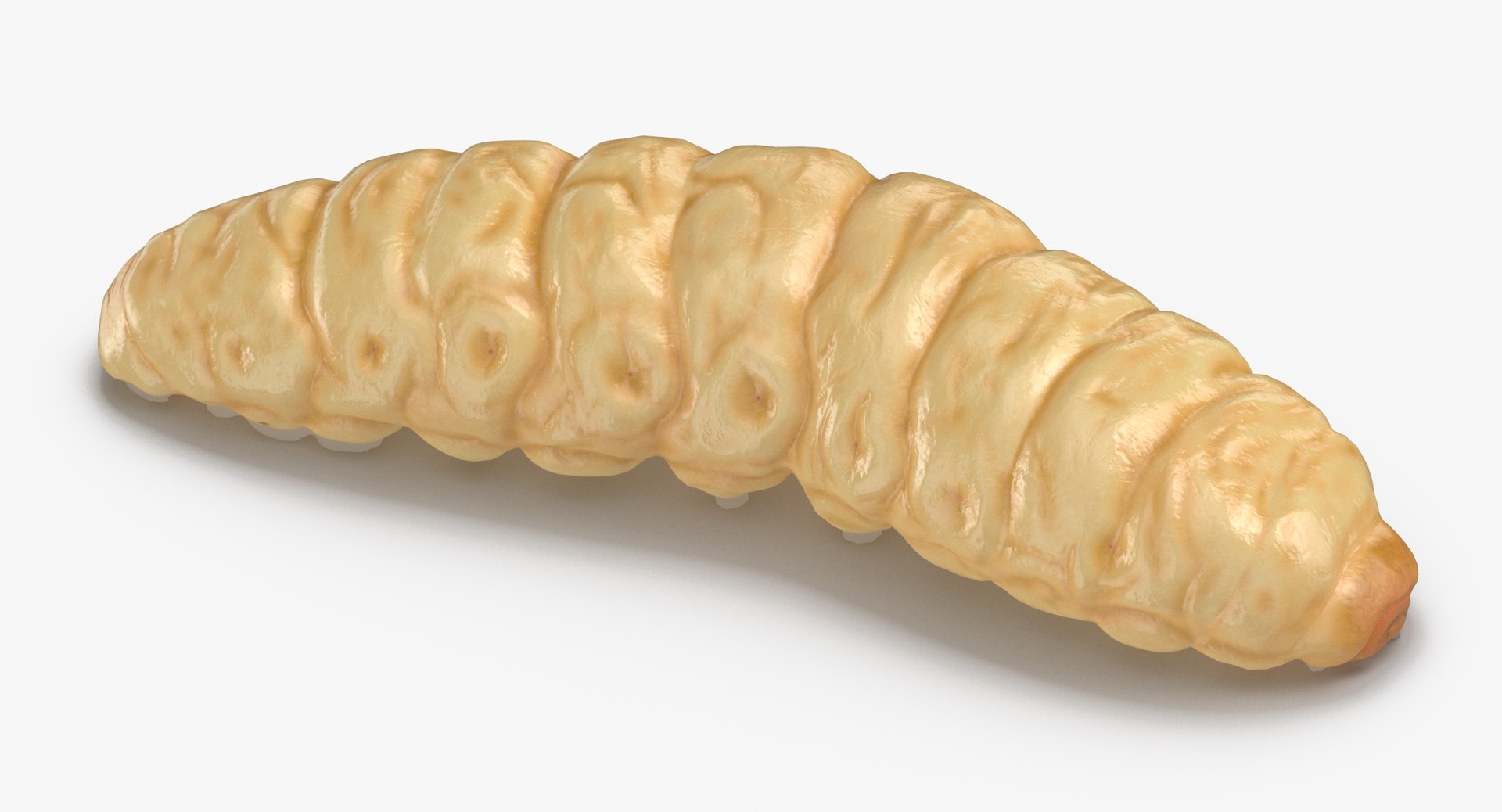 3D Maggot Crawling Model - TurboSquid 1375521