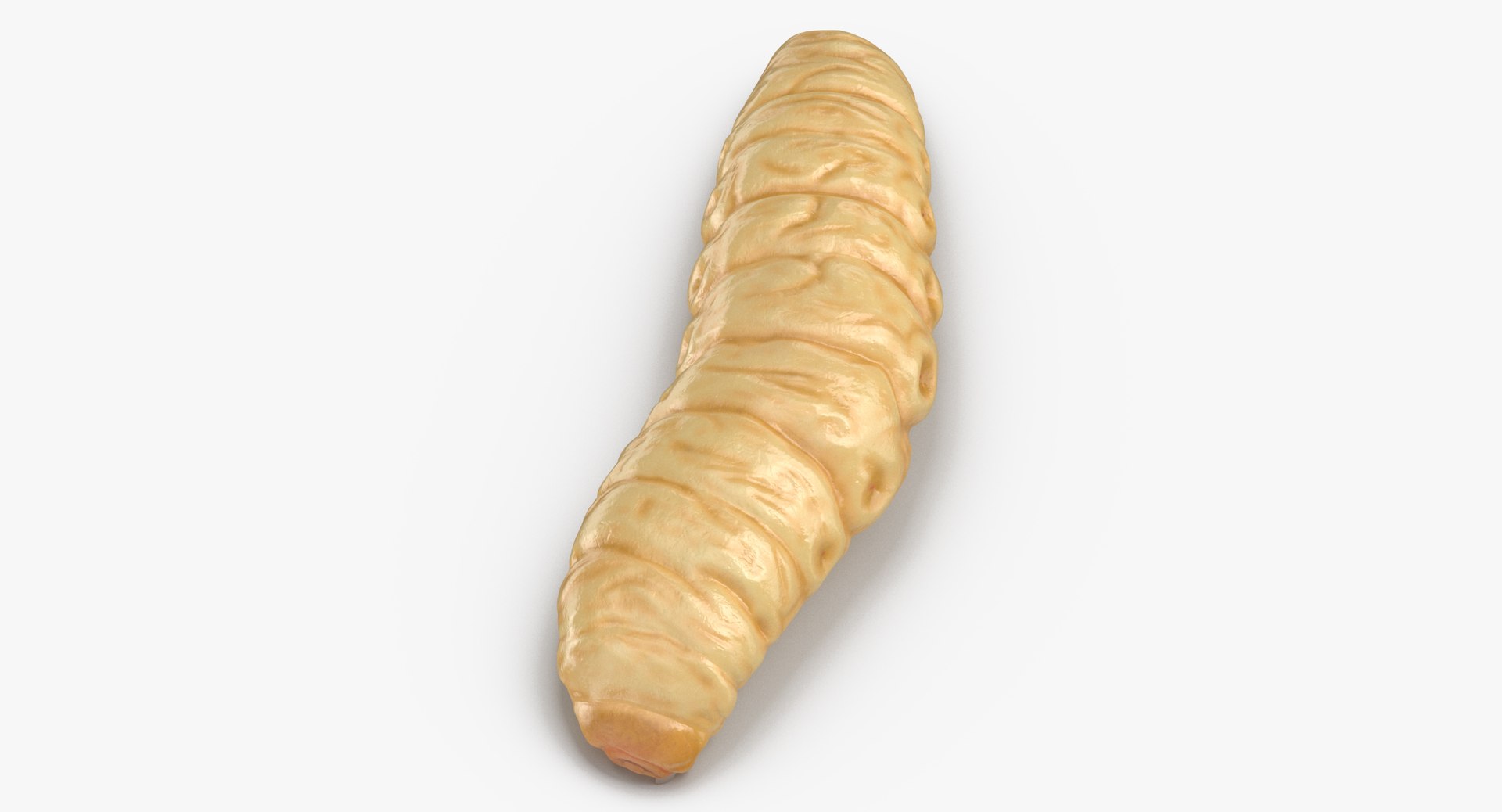 3D Maggot Crawling Model - TurboSquid 1375521