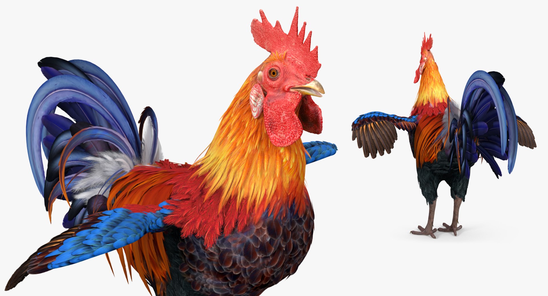 3d Rooster Colors Realistic Model