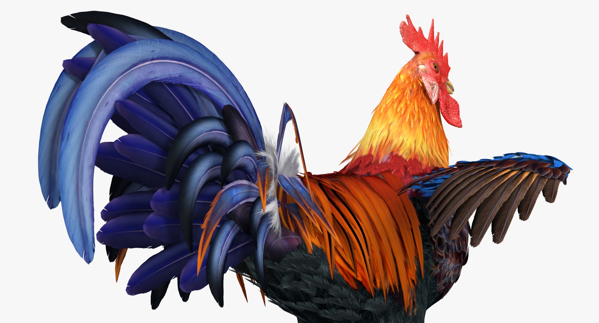 3d Rooster Colors Realistic Model
