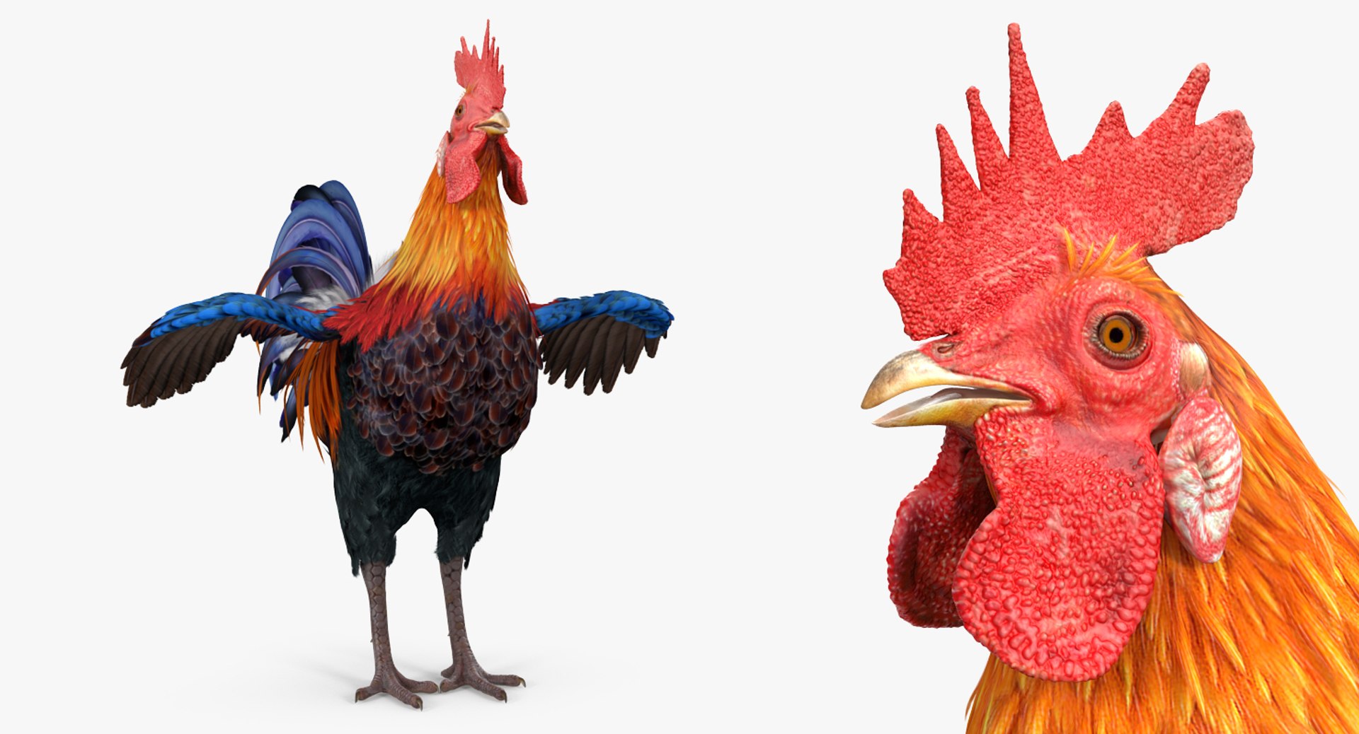 3d Rooster Colors Realistic Model