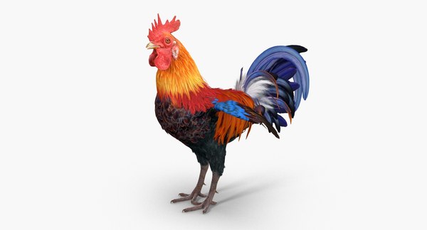 3d rooster colors realistic model