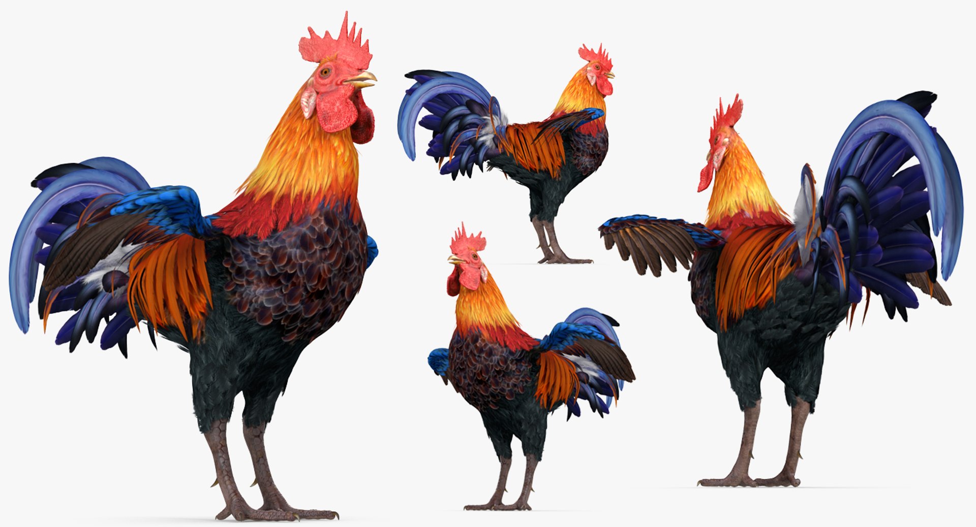 3d Rooster Colors Realistic Model