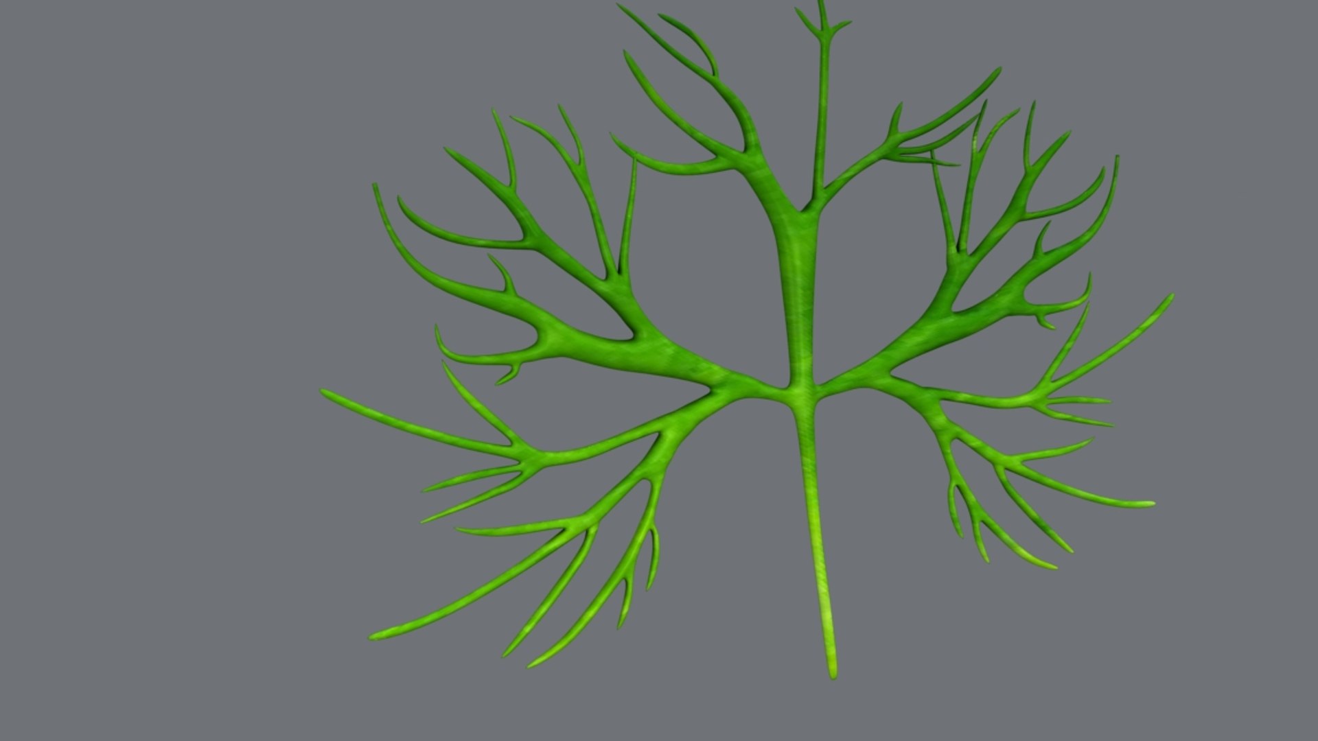 3D Heterophylly Plants Leaves - TurboSquid 1238353