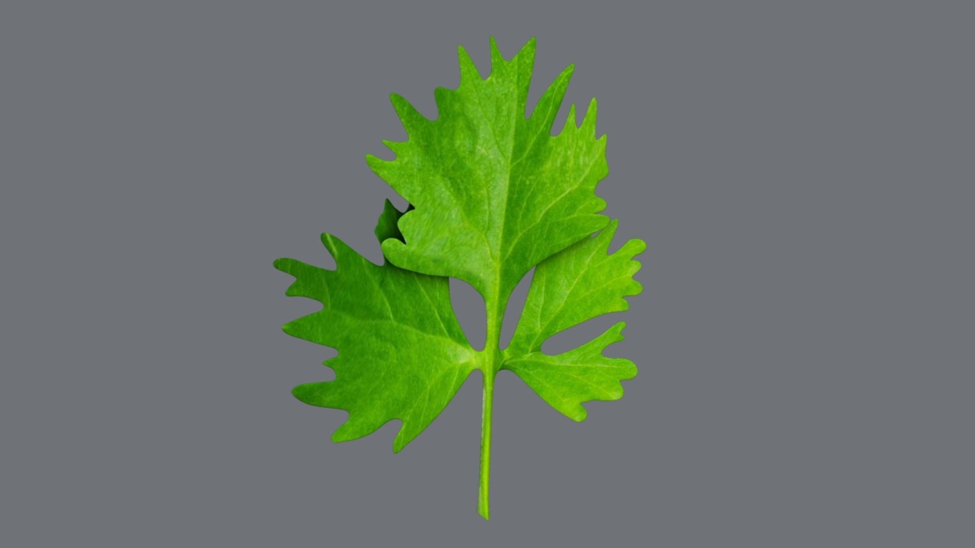 3D Heterophylly Plants Leaves - TurboSquid 1238353