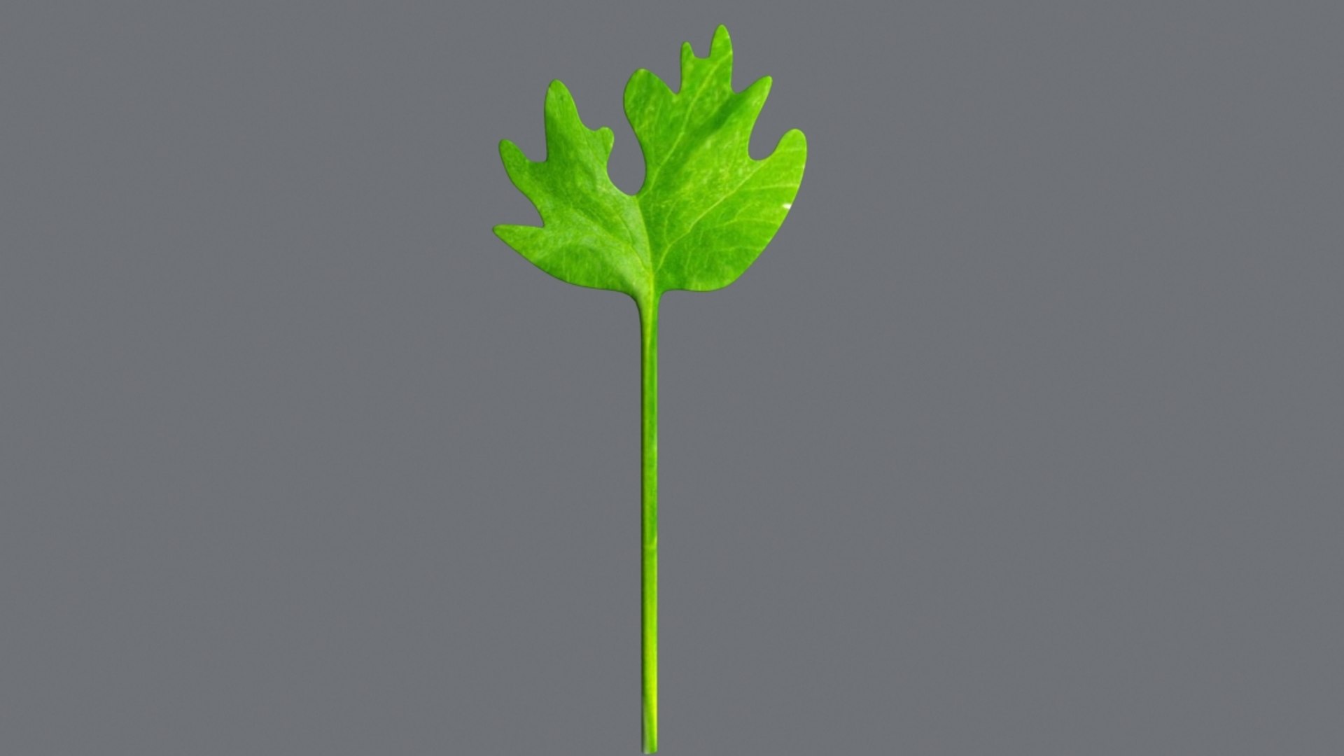 3D Heterophylly Plants Leaves - TurboSquid 1238353
