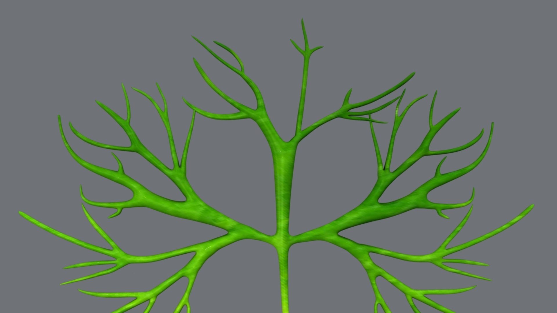 3D Heterophylly Plants Leaves - TurboSquid 1238353