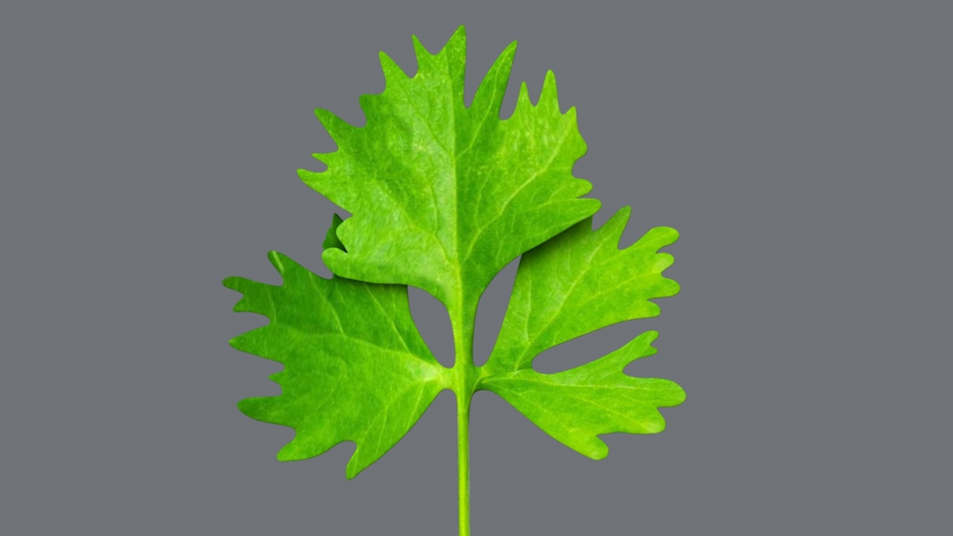 3D Heterophylly Plants Leaves - TurboSquid 1238353
