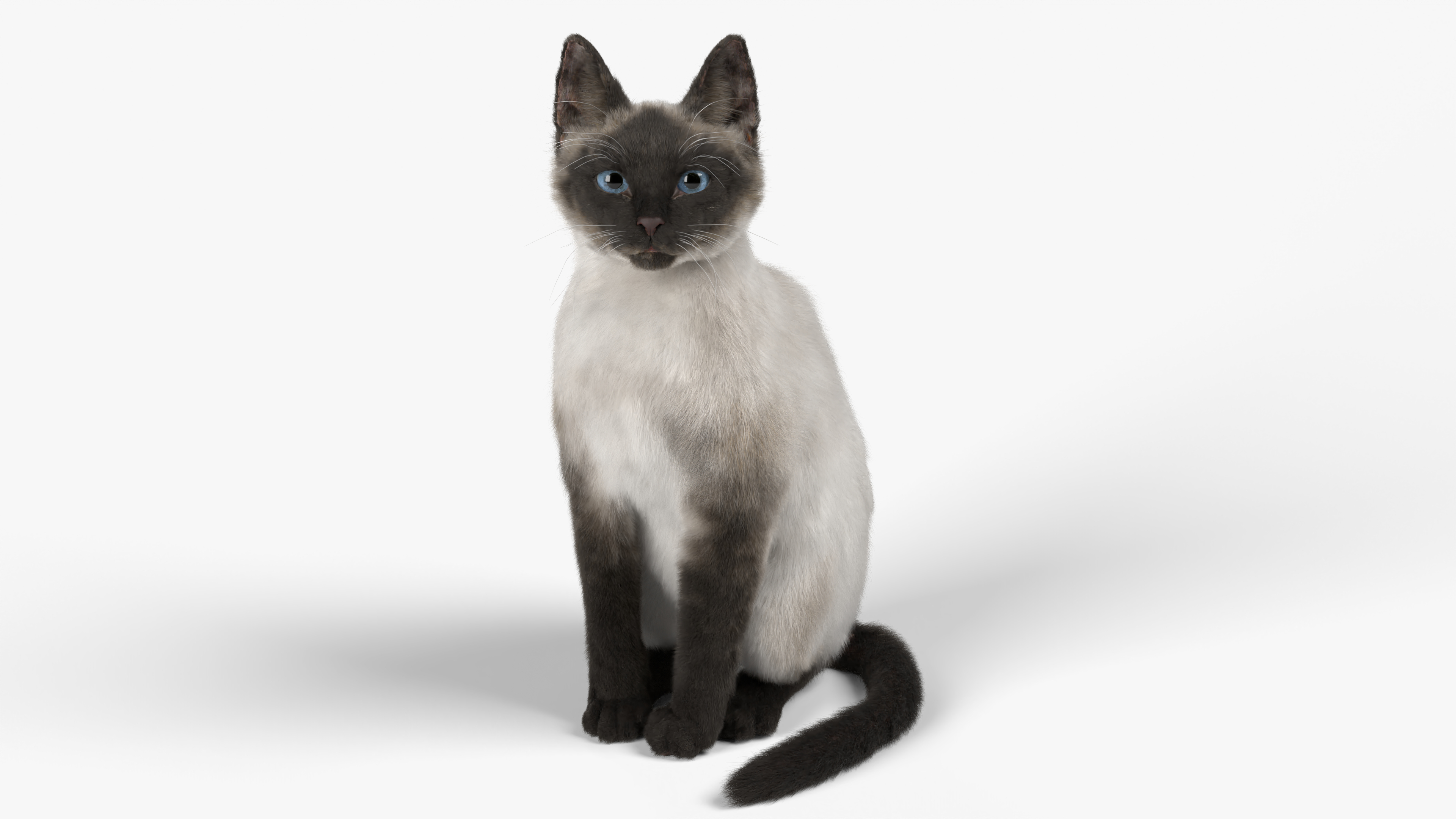 modelo 3d gato siamés - TurboSquid 1935823