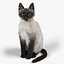 Siamese Cat Siam 3d Obj