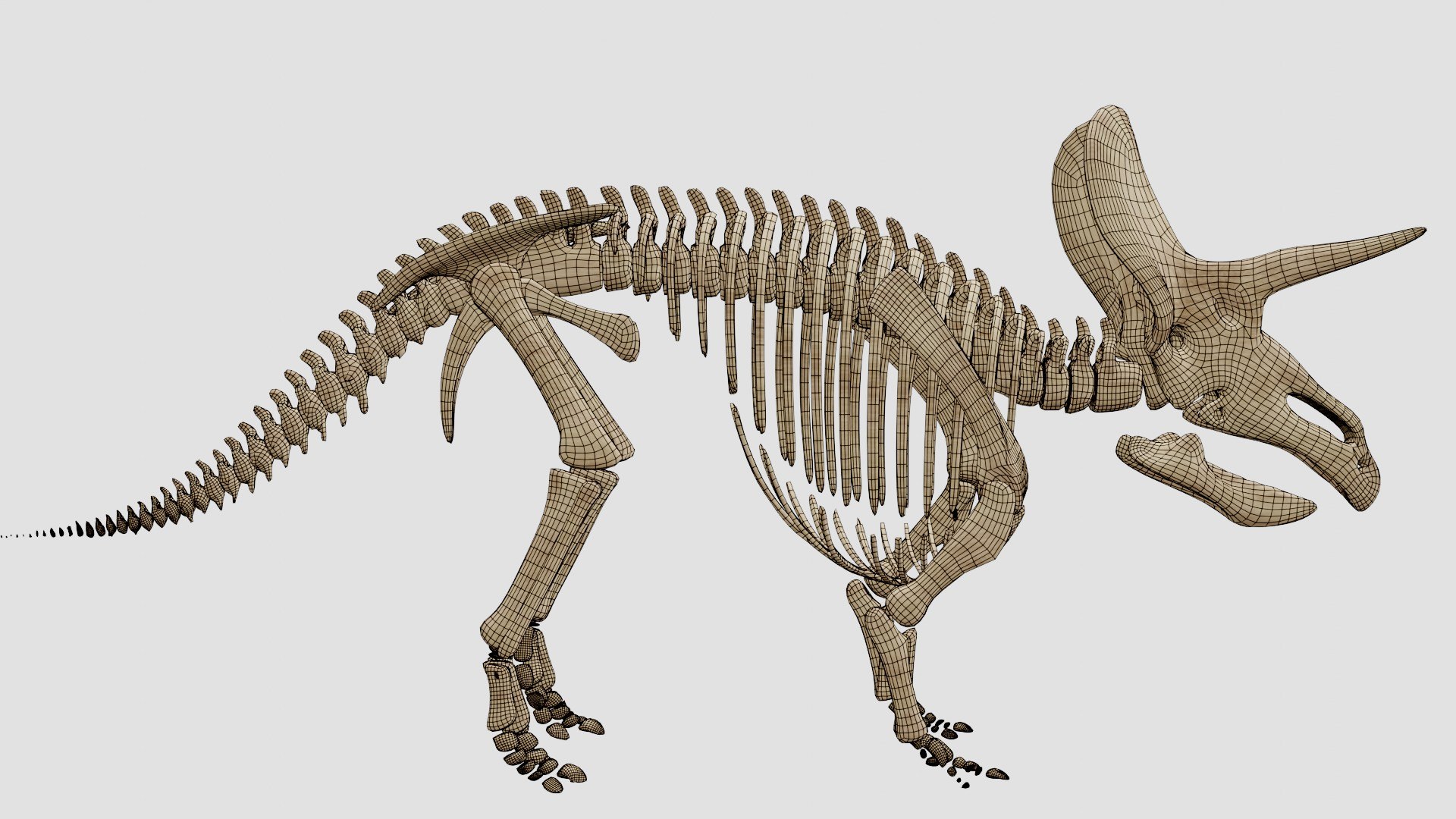 3D model Triceratops Skeleton - TurboSquid 2115267