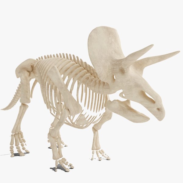 Triceratops Skeleton 3D 모델 - TurboSquid 2115267