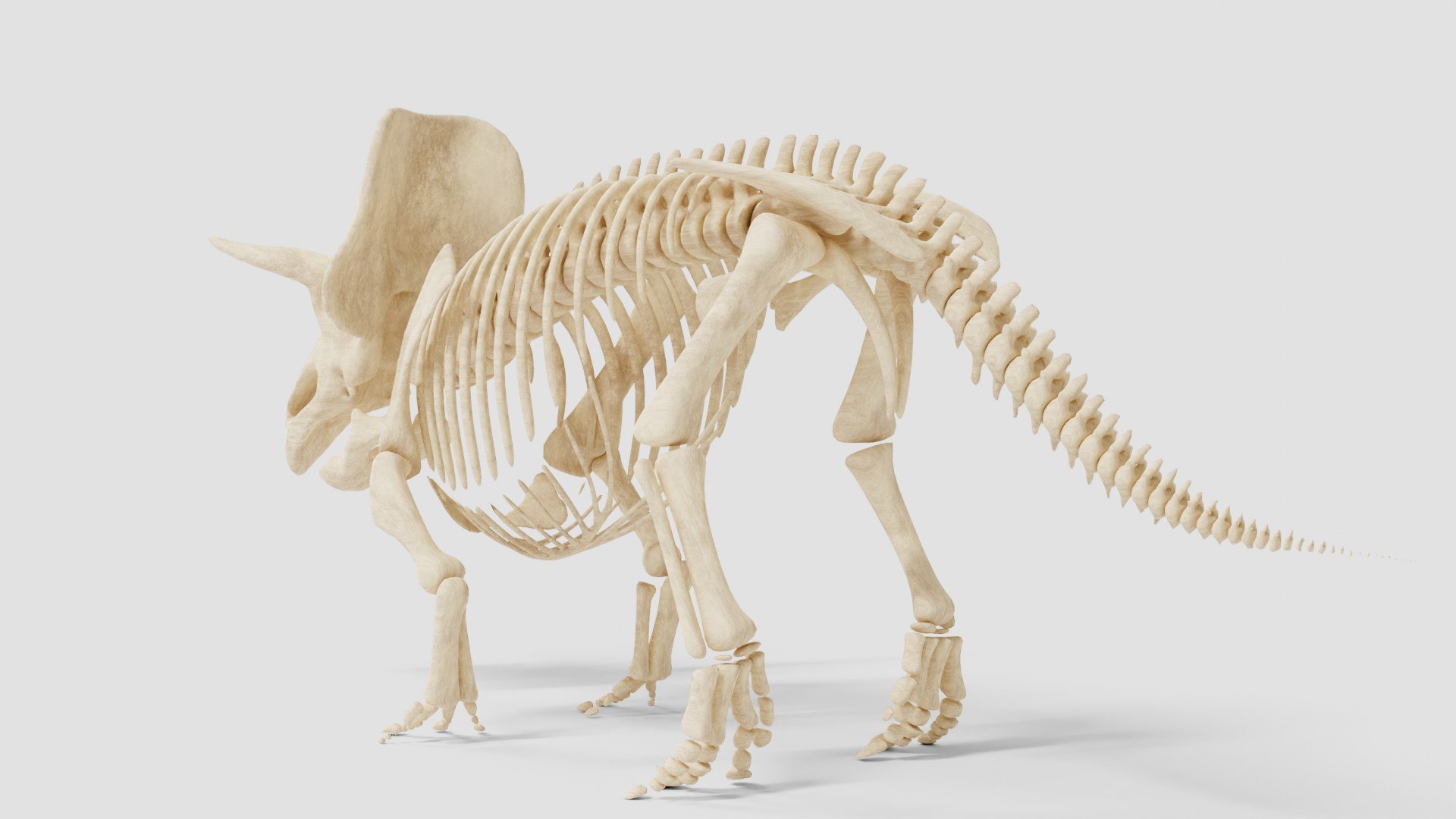 3D model Triceratops Skeleton - TurboSquid 2115267