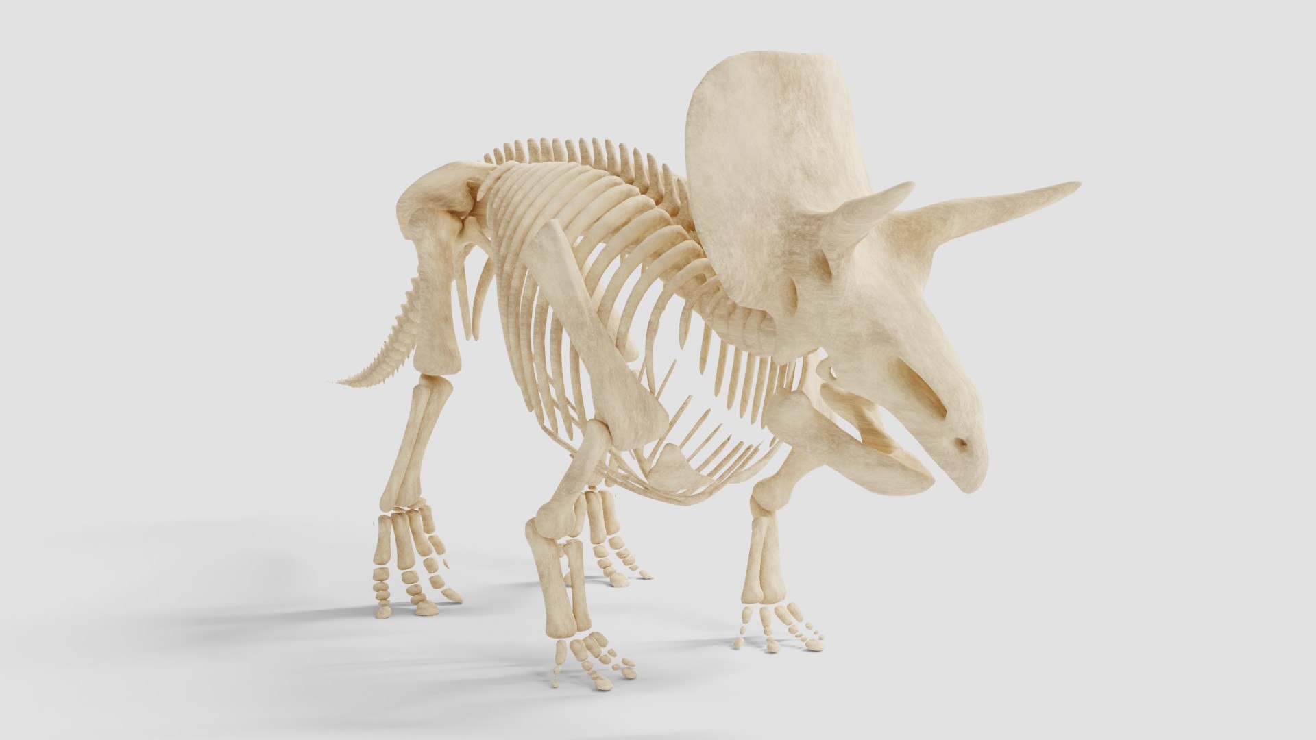 3D model Triceratops Skeleton - TurboSquid 2115267