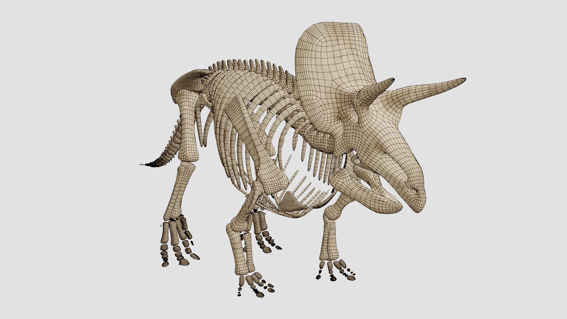 3D model Triceratops Skeleton - TurboSquid 2115267